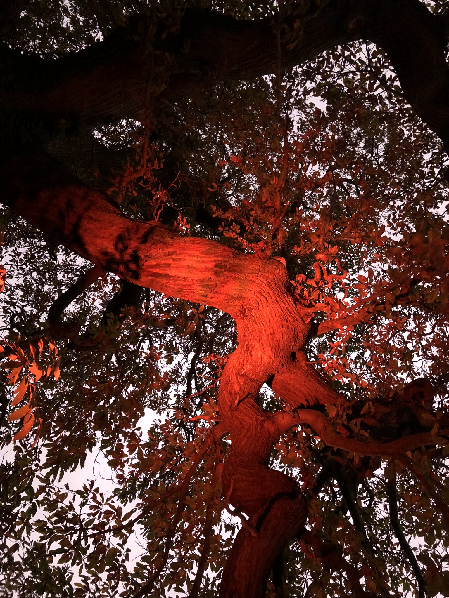 Getting Started With Net Core Asp And Webapi In Simple Terms